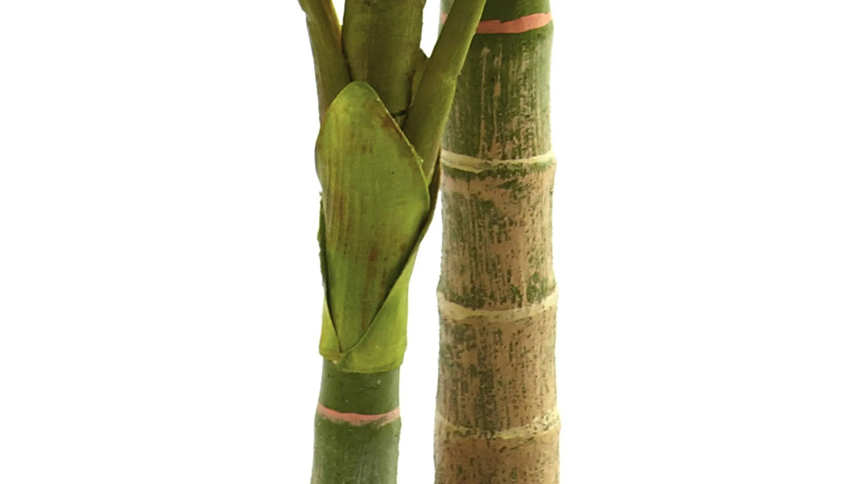 sugar cane artificial tree