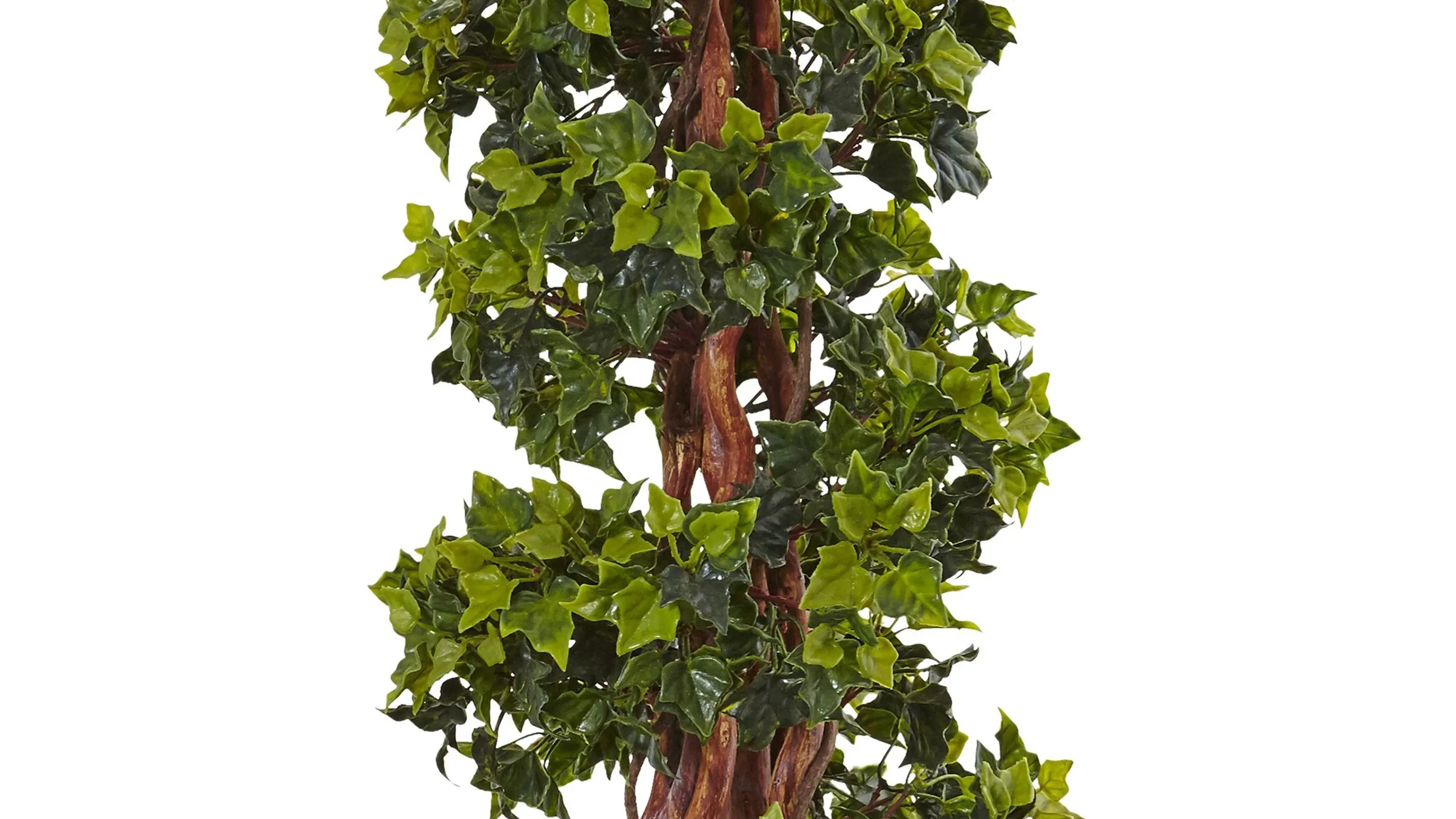 ivy topiary tree