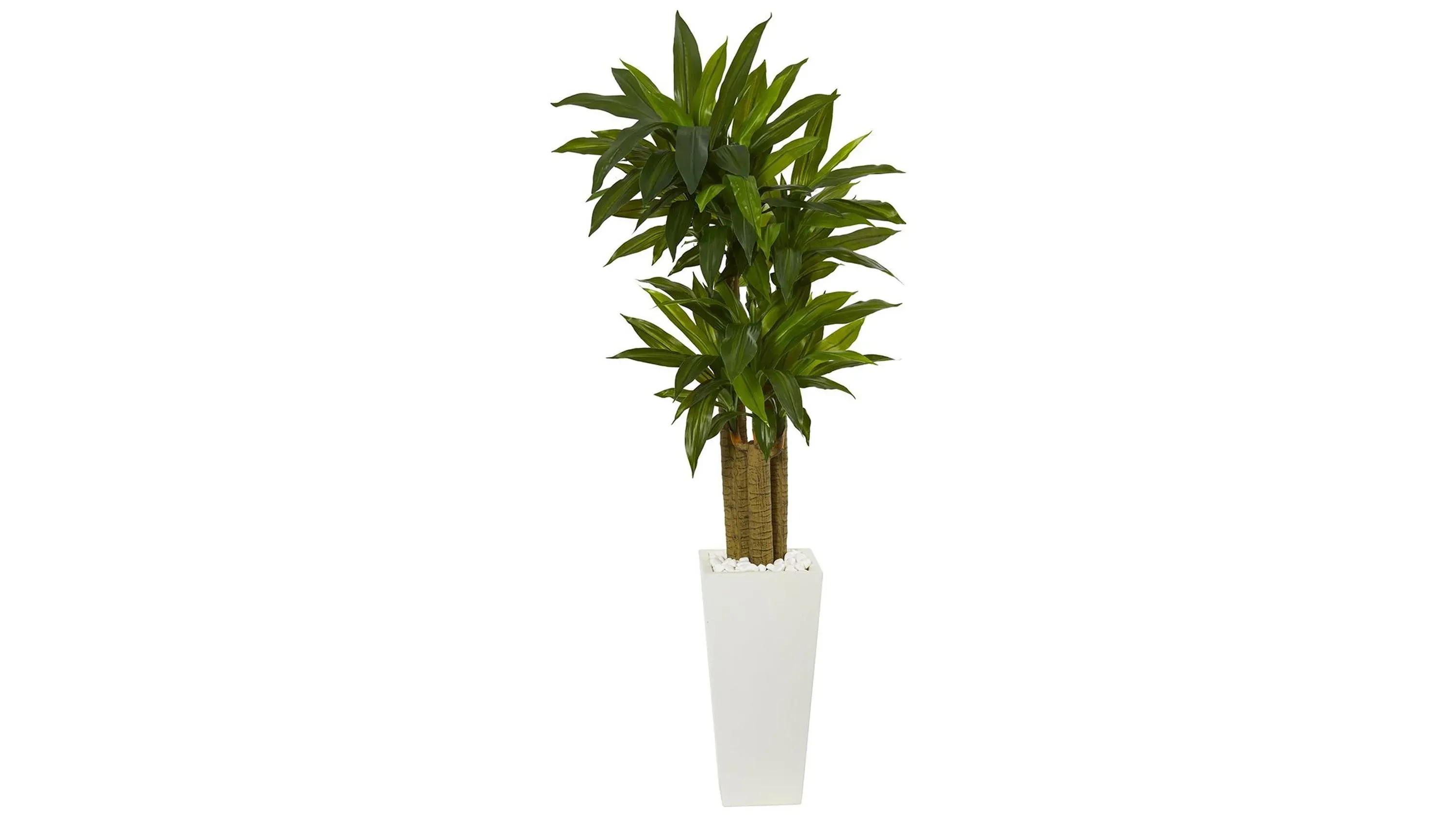 cornstalk dracaena